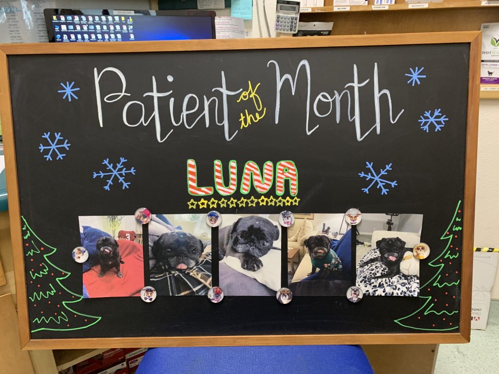 Pet of the Month in Dixon, CA | Aggie Animal Clinic